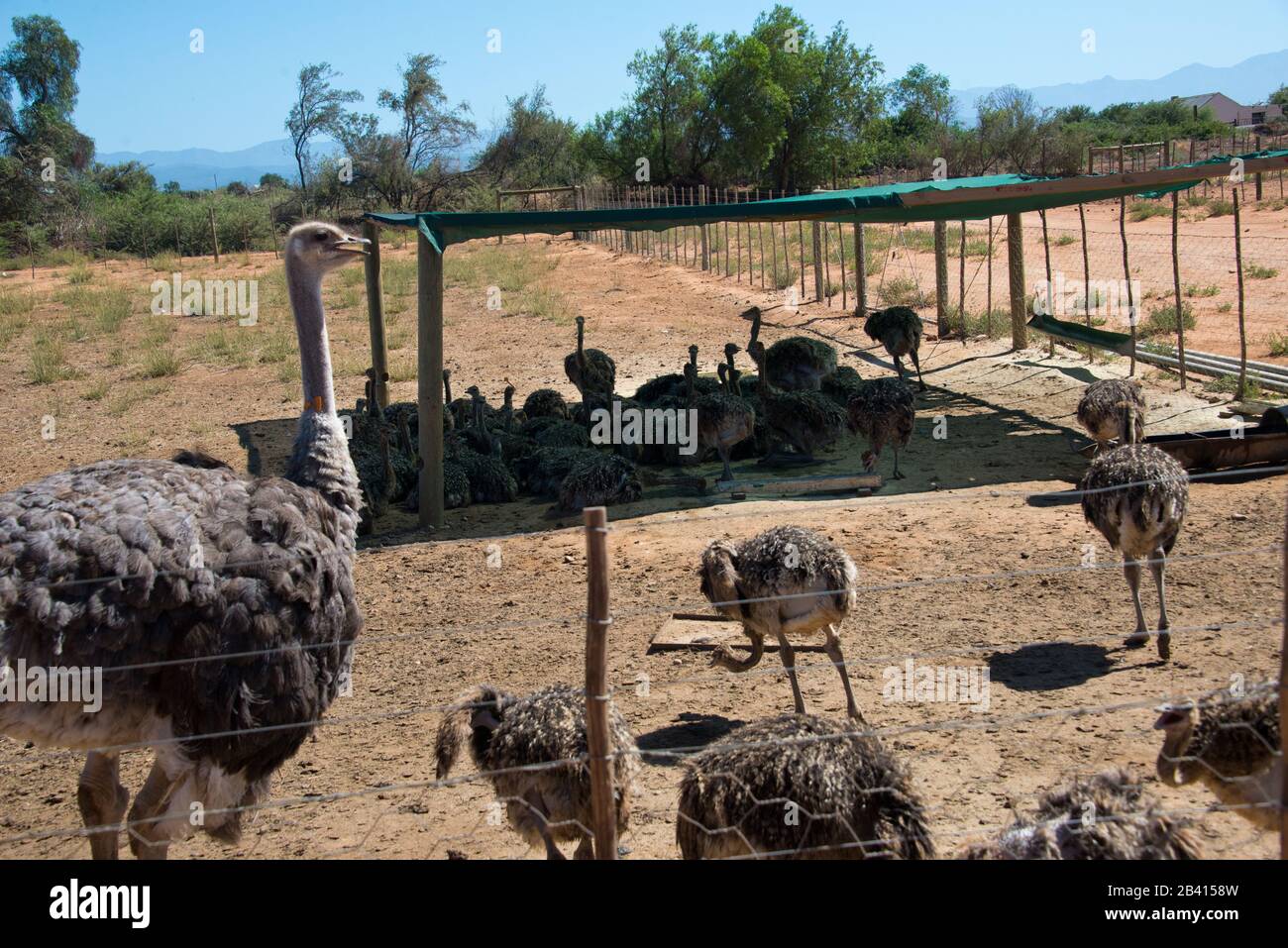ostrich chicks in enclosure on farm in oudtshoorn, south africa Stock ...