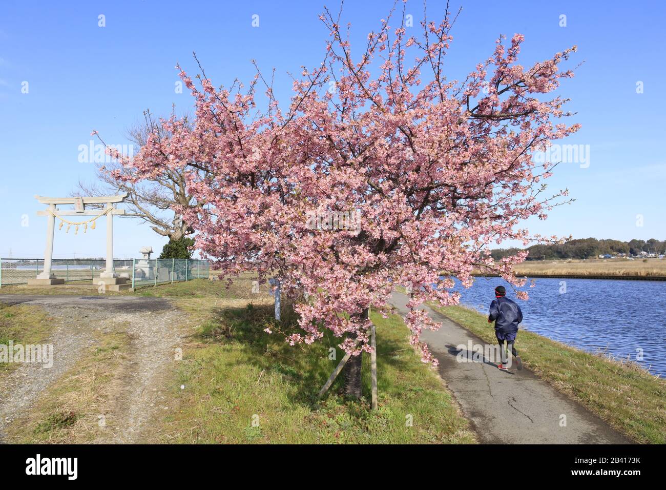 Cherry blossoms along river side in Chiba, Japan Stock Photo - Alamy