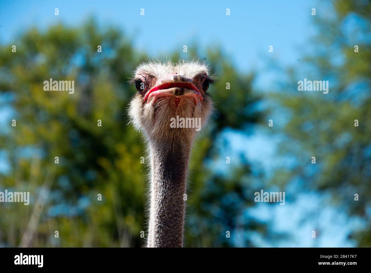 portrait of ostrich on ostrich farm in oudtshoorn, south africa Stock ...