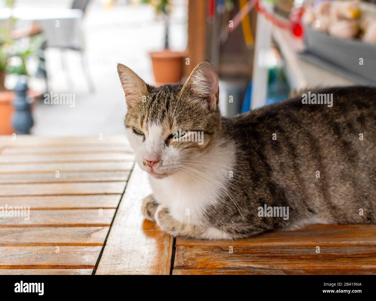 Istanbul cat hi-res stock photography and images - Alamy