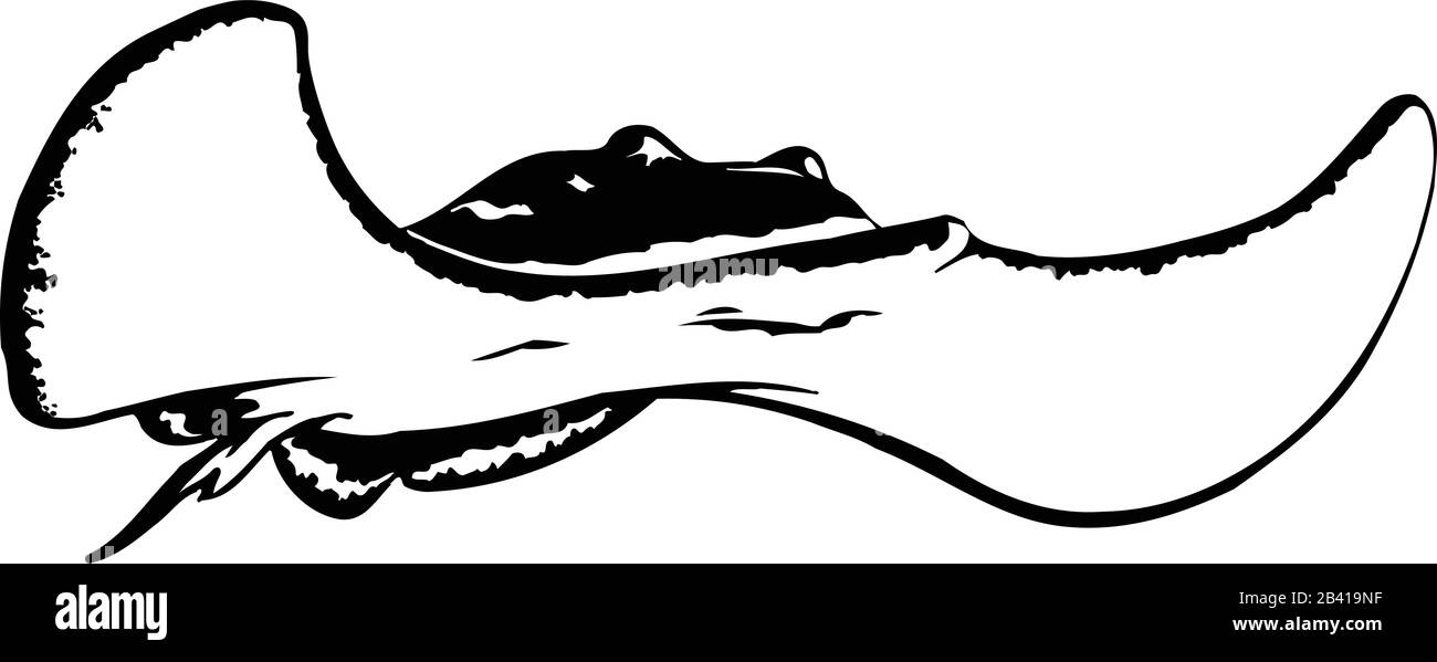 Sting Ray Vector Illustration Stock Vector Image & Art - Alamy