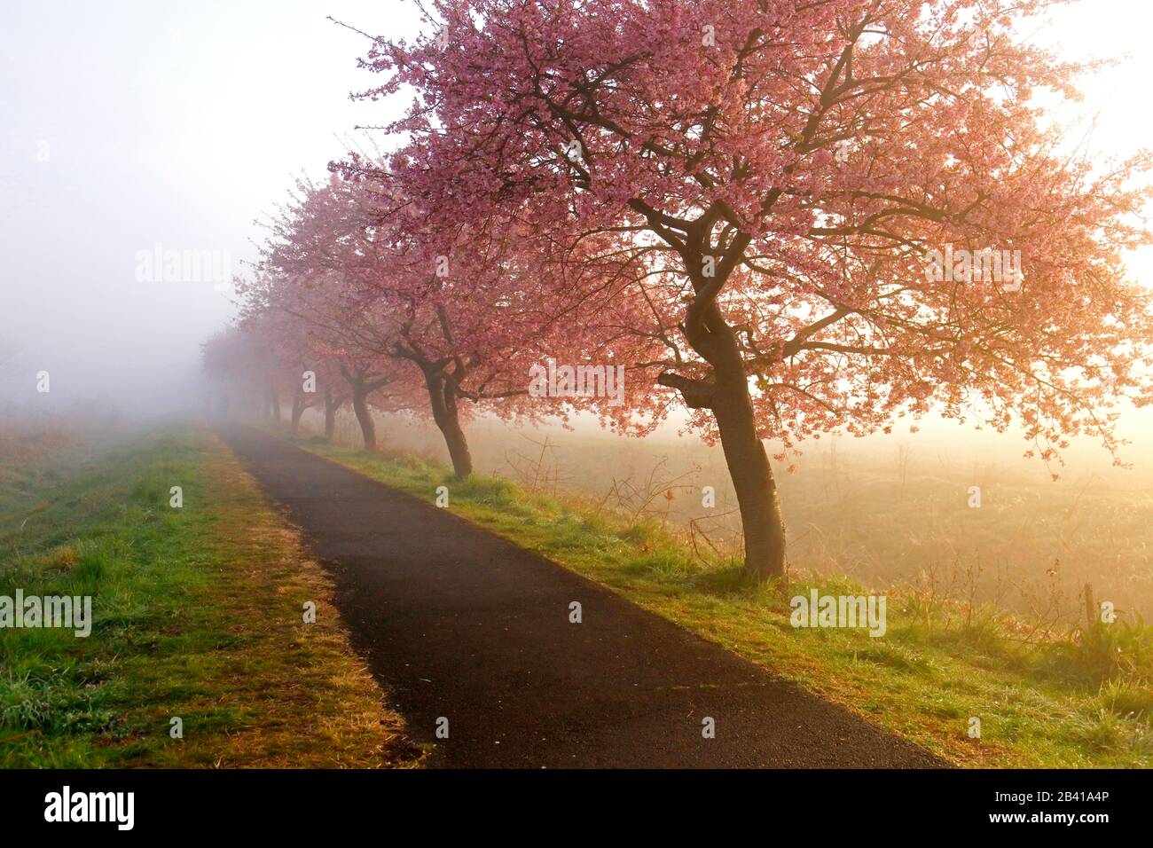 Cherry Blossoms in the foggy morning Stock Photo - Alamy