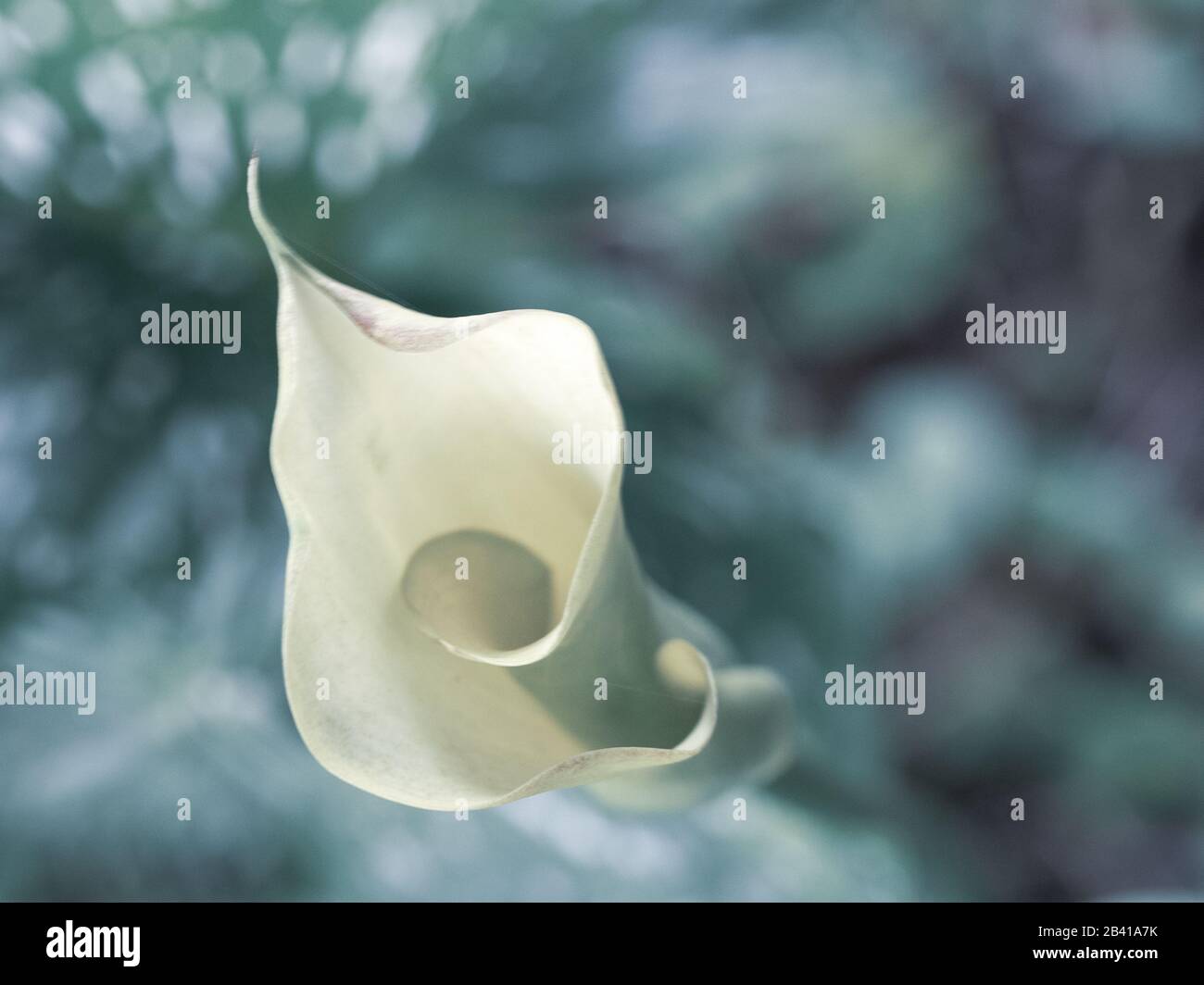 Calla Lily close-up, spiral spathe, a curved leaf-like bract that ...