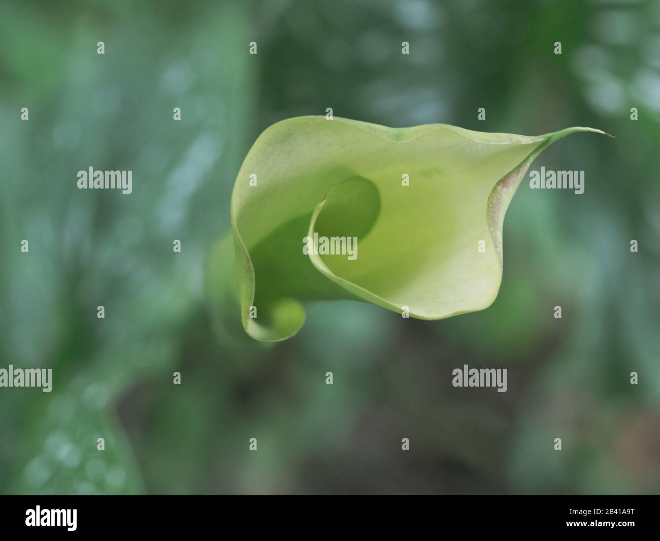 Calla Lily close-up, spiral spathe, a curved leaf-like bract that ...