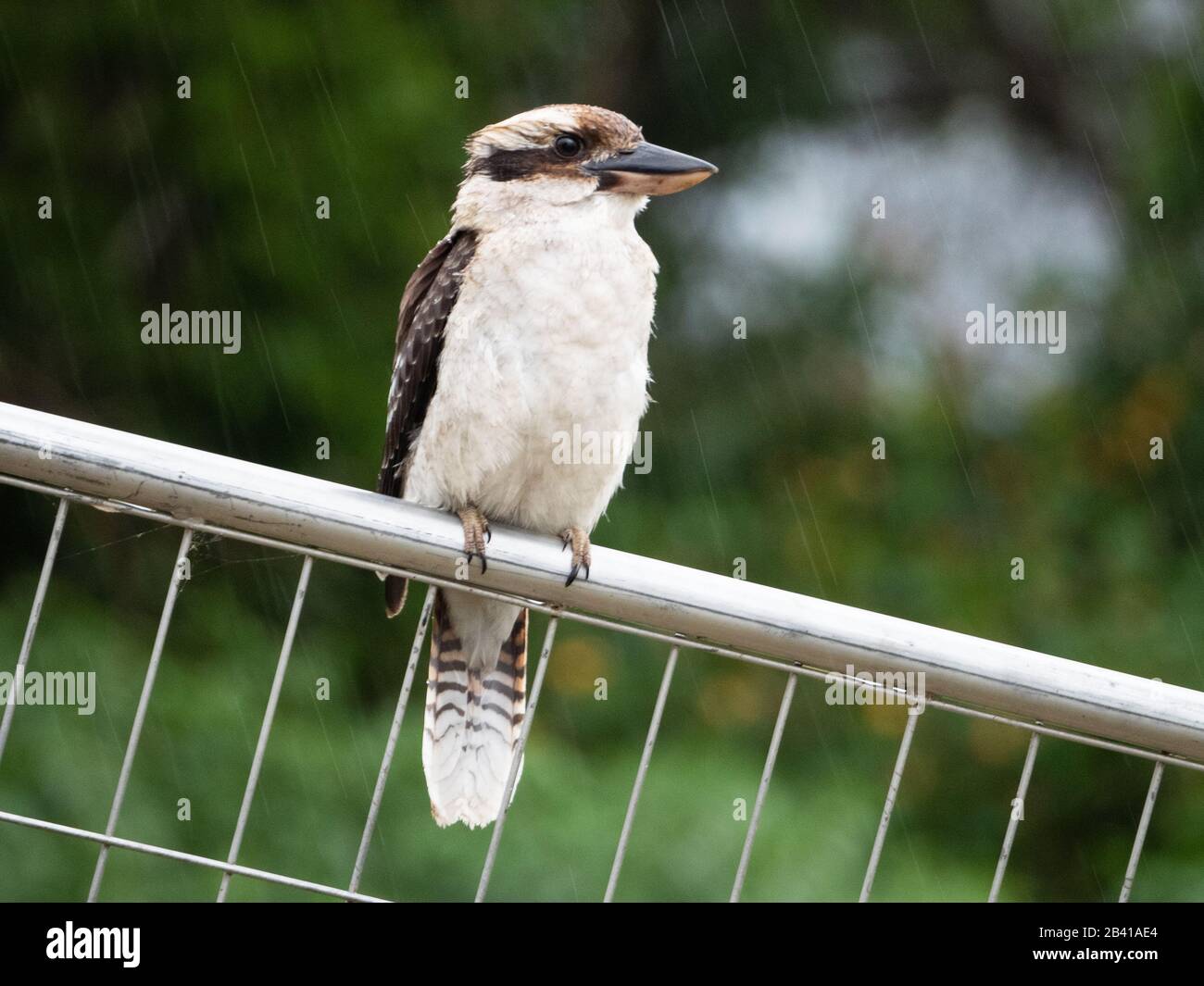 Birds, Australian native bird, Kookaburra on the fence in the rain ...