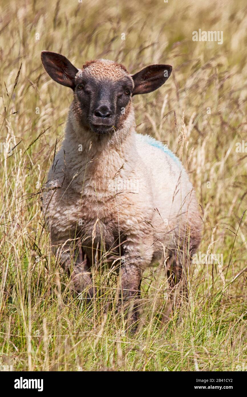Shropshire Sheep (Ovis aries) on moorland during summer time Stock ...