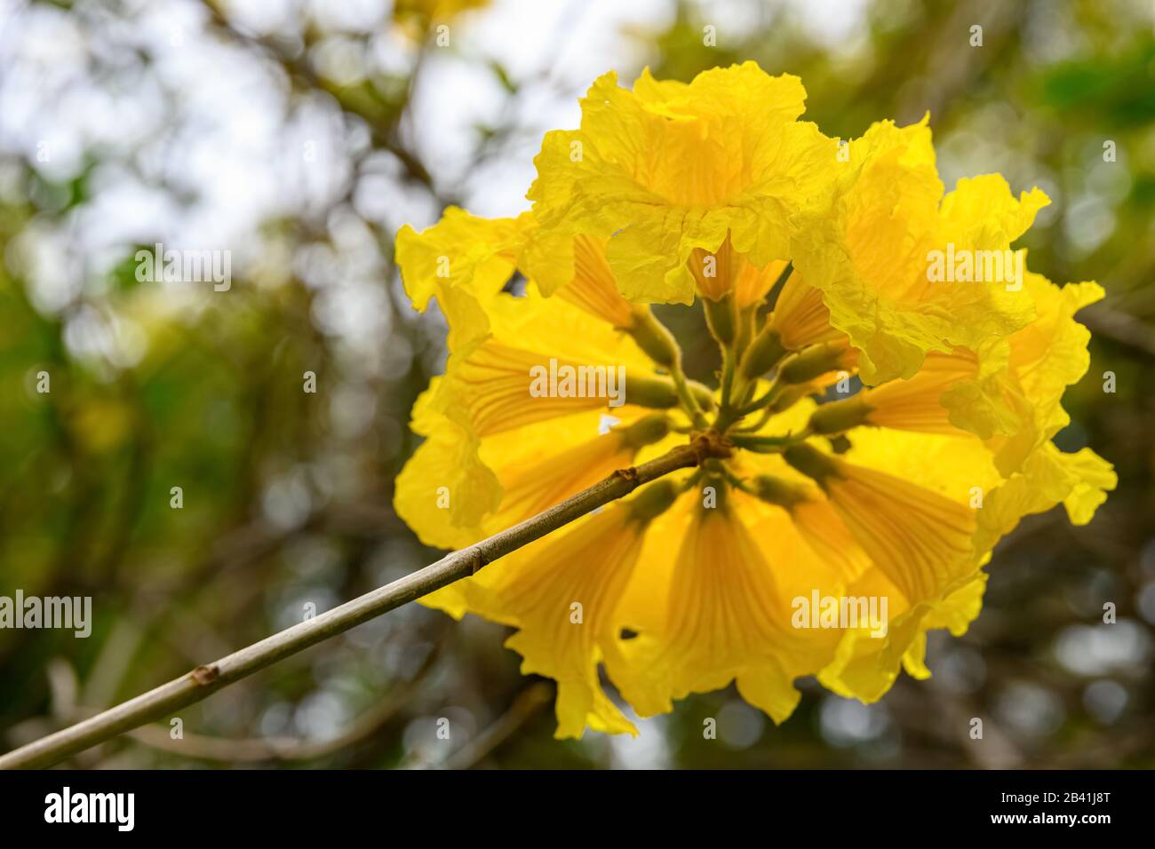 Guayacan trumpet tree hi-res stock photography and images - Alamy
