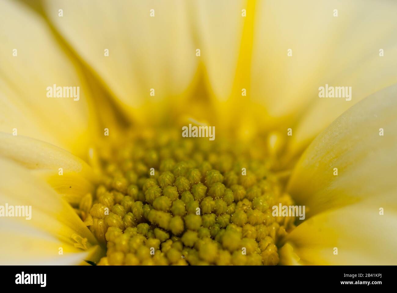 Blumen grun hi-res stock photography and images - Alamy