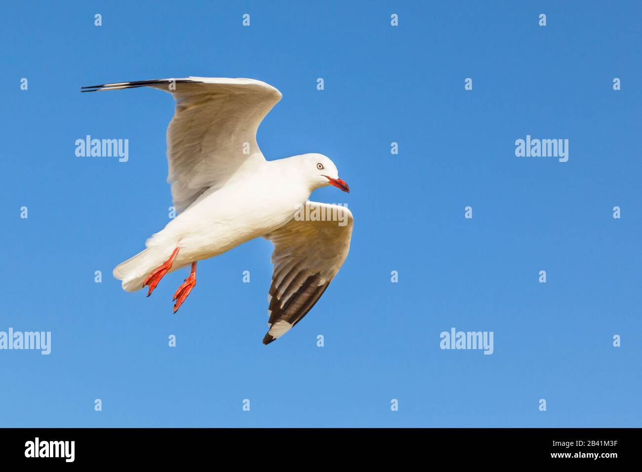 Native new zealand seagull hi-res stock photography and images - Alamy