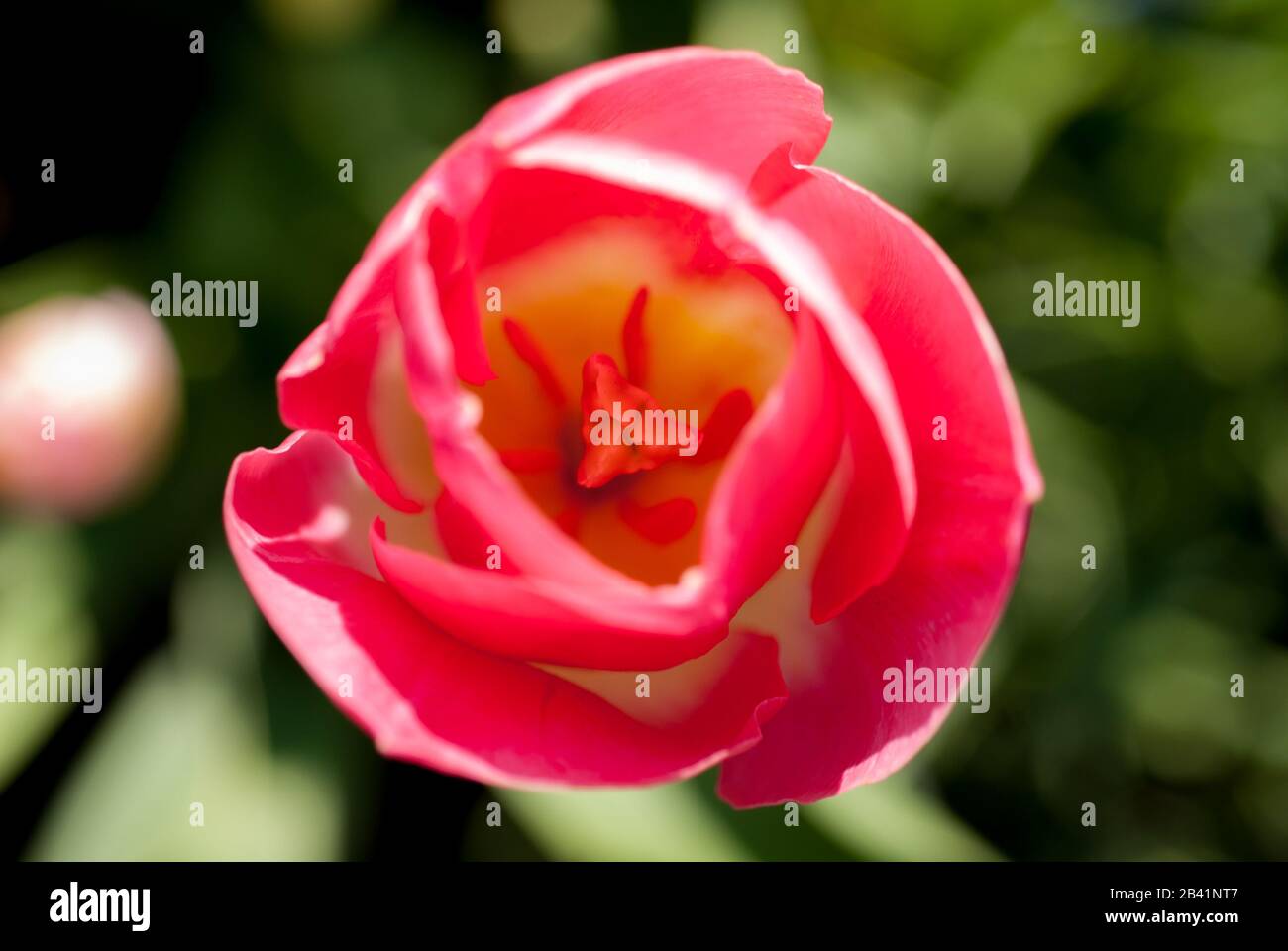 Rosa blumen garten hi-res stock photography and images - Alamy
