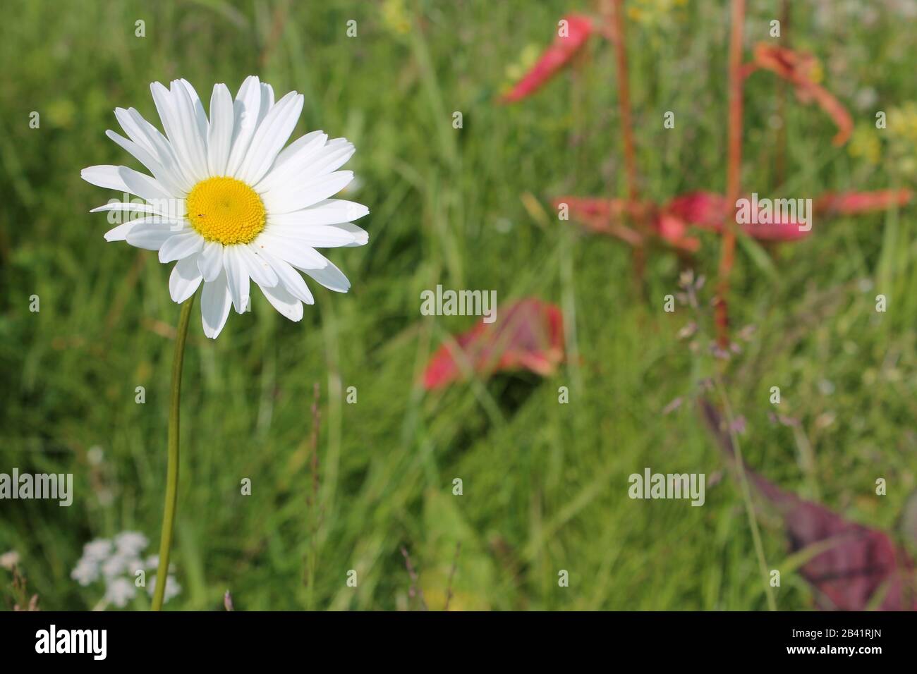 Picture of oxeye daisy herb. Herbal medicine, tea and infusion, natural ...