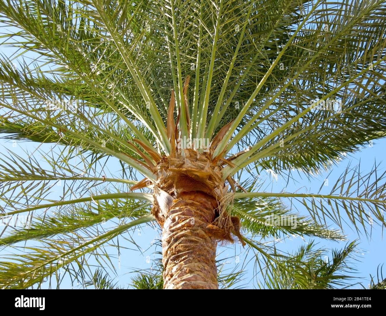 Palm tree and leaves Stock Photo - Alamy