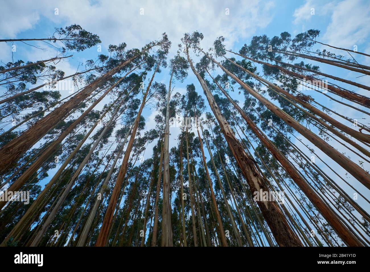 Looking up at a section of planted blue gum trees, used for timber and ...