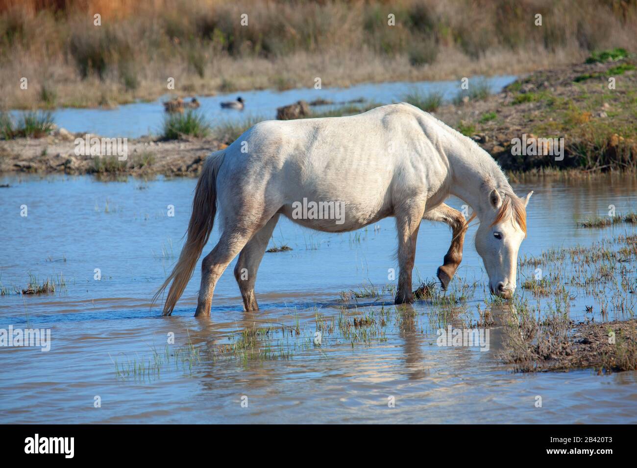 white wild mare standing in the water Stock Photo - Alamy