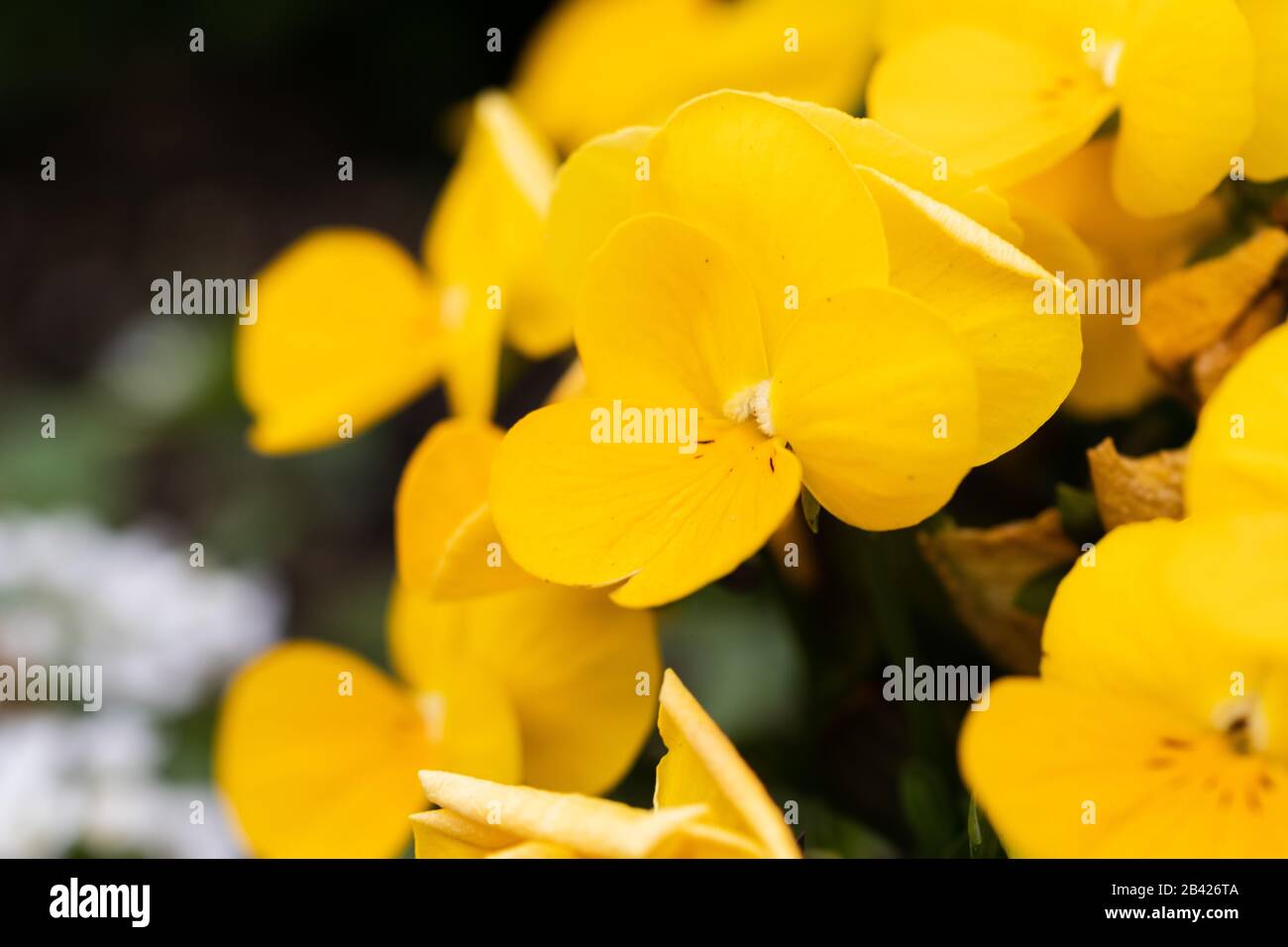 Spring flower tour hi-res stock photography and images - Alamy
