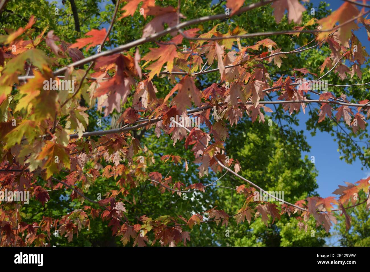 Branches with autumn colors leaves, with a green tree in the background ...