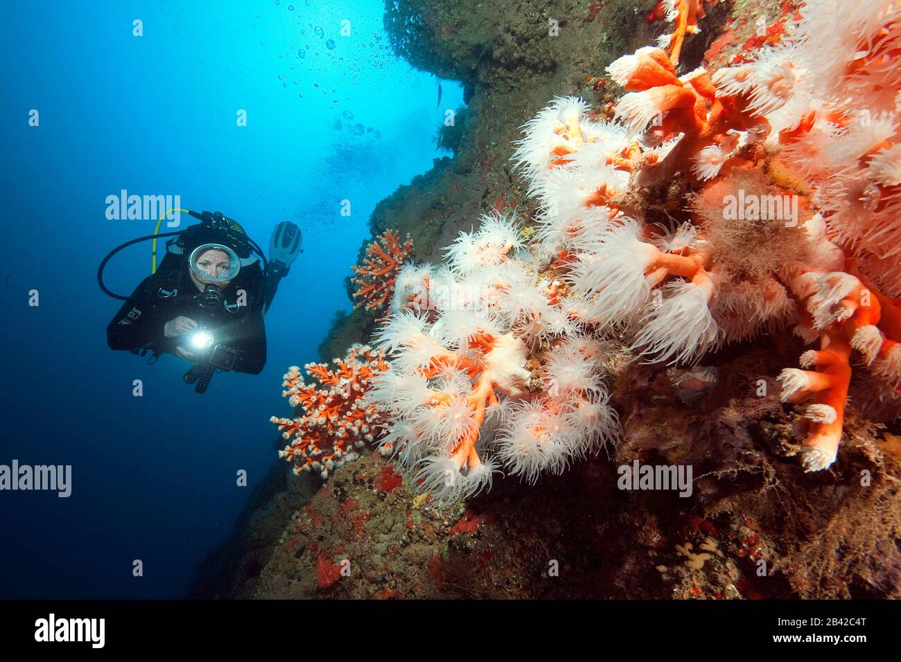 Baumkoralle | (Dendrophyllia ramea Stock Photo - Alamy
