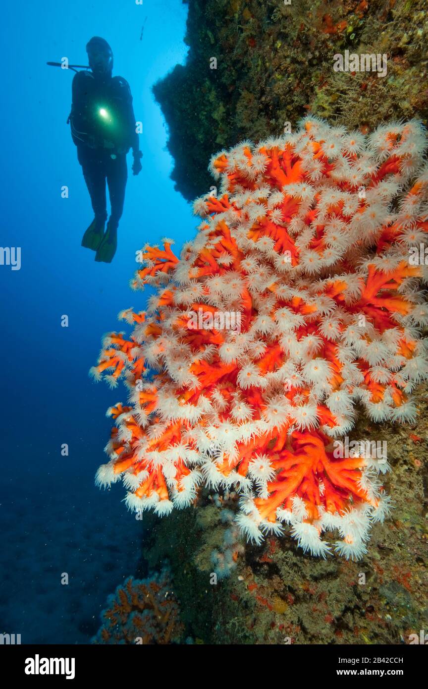 Dendrophyllia High Resolution Stock Photography and Images - Alamy