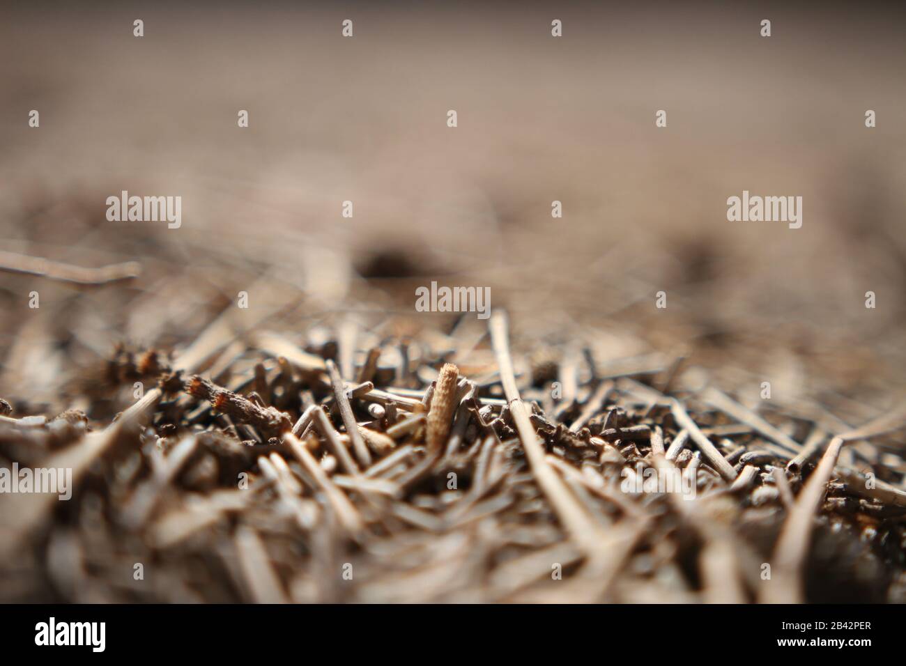 Dead crop australia hi-res stock photography and images - Alamy
