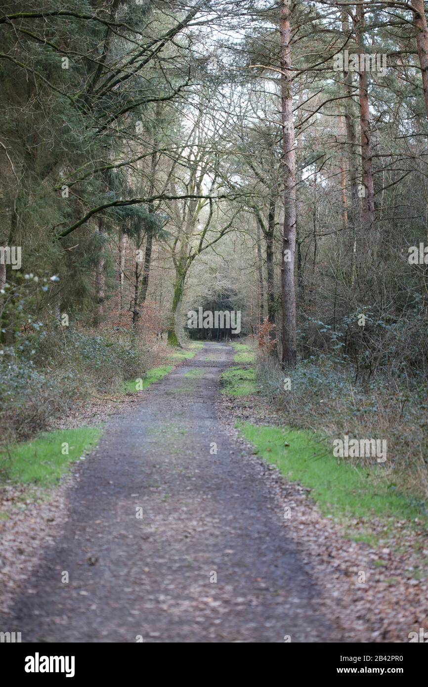 Road in german forest background stock photography high quality Stock ...