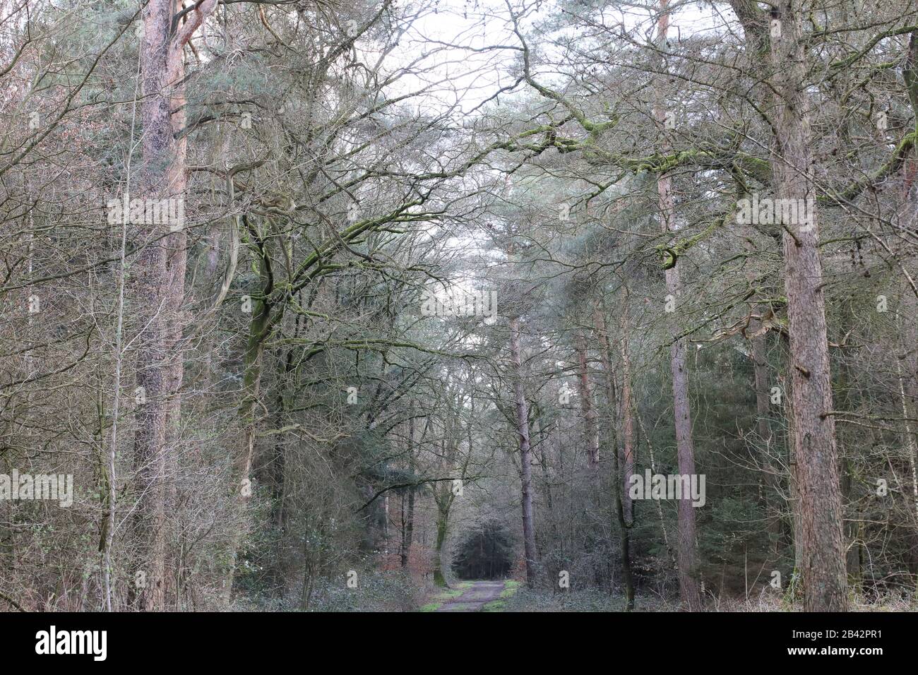 Road in german forest background stock photography high quality Stock ...