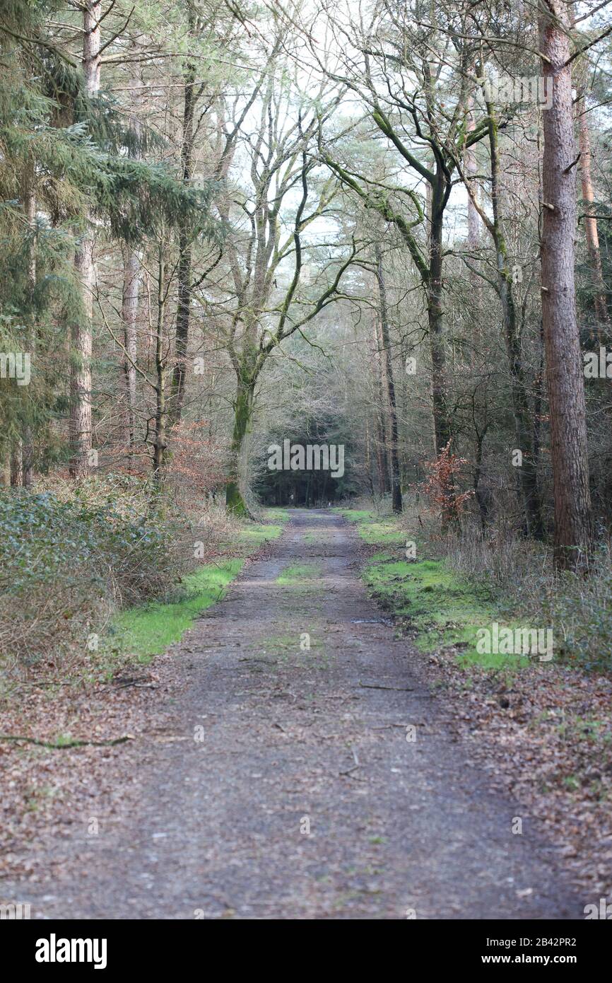 Road in german forest background stock photography high quality Stock ...