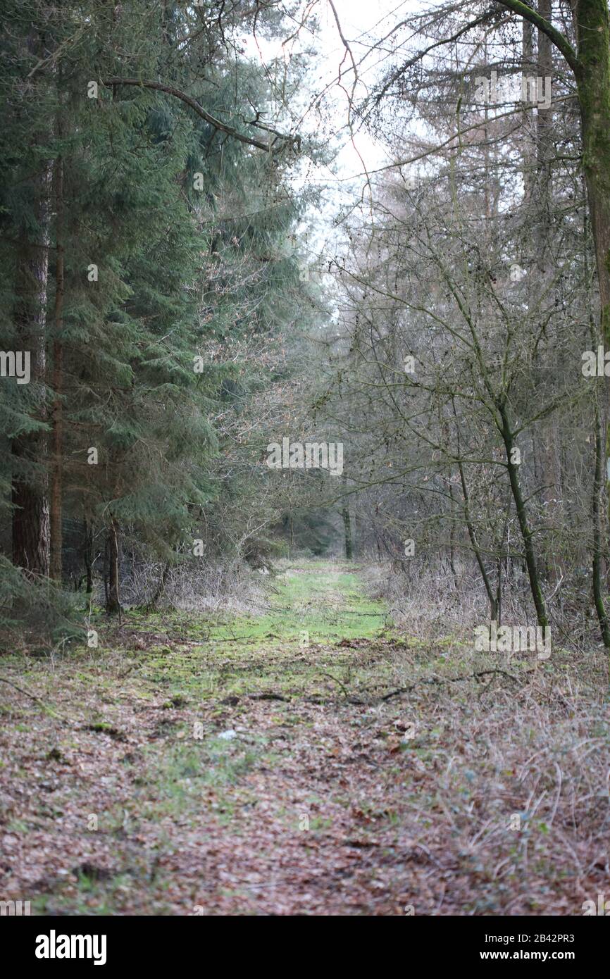Road in german forest background stock photography high quality Stock ...