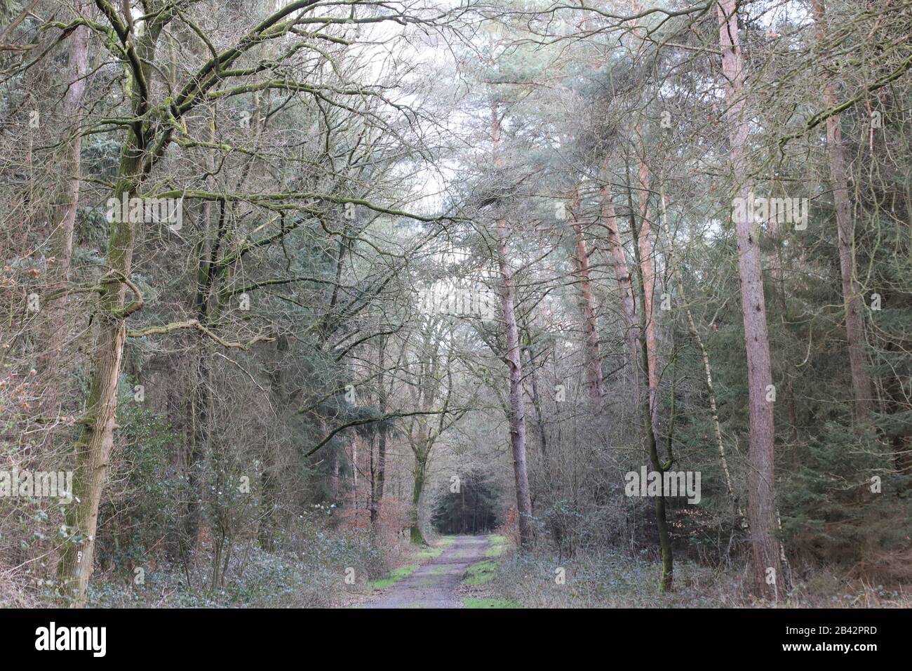 Road in german forest background stock photography high quality Stock ...