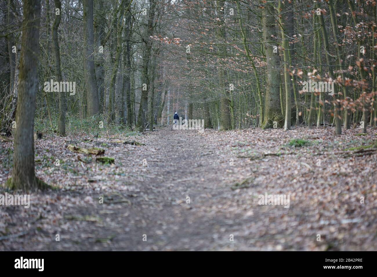 Road in german forest background stock photography high quality Stock ...