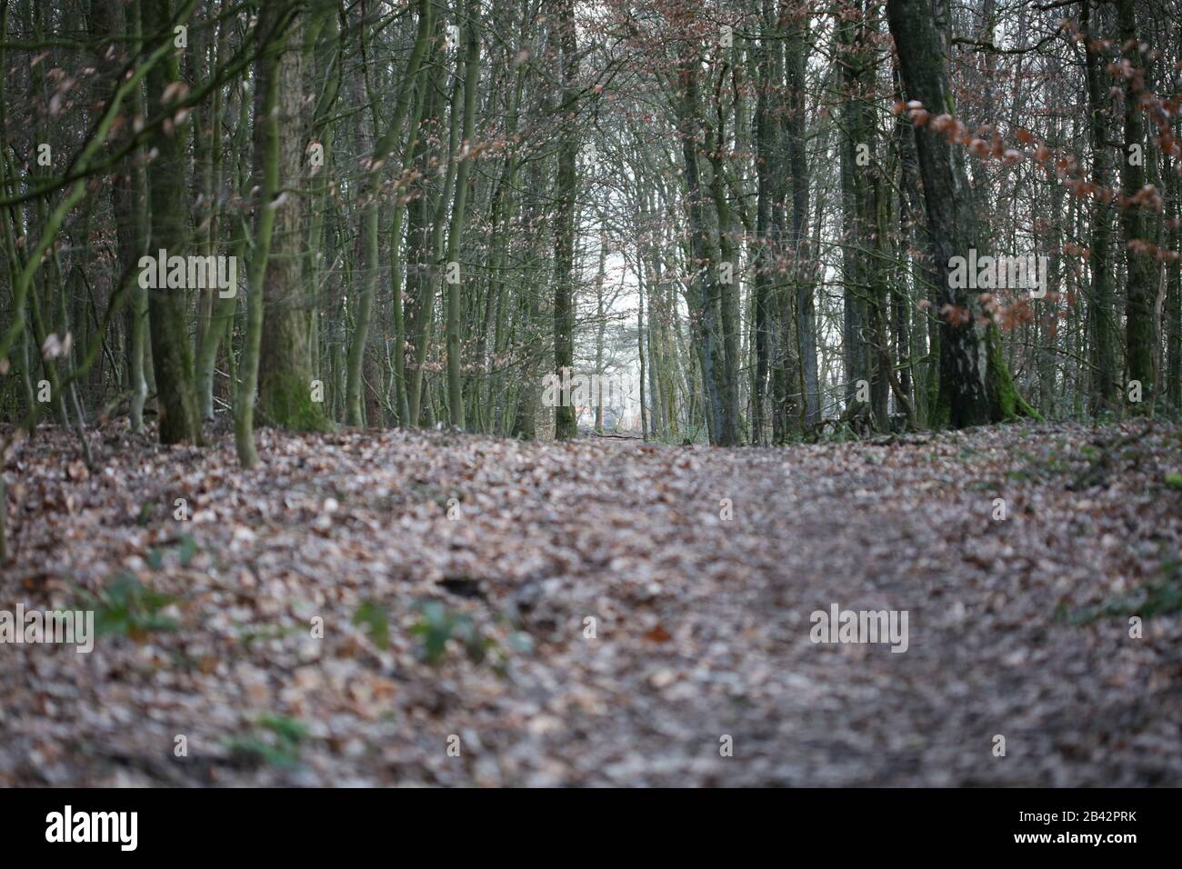 Road in german forest background stock photography high quality Stock ...