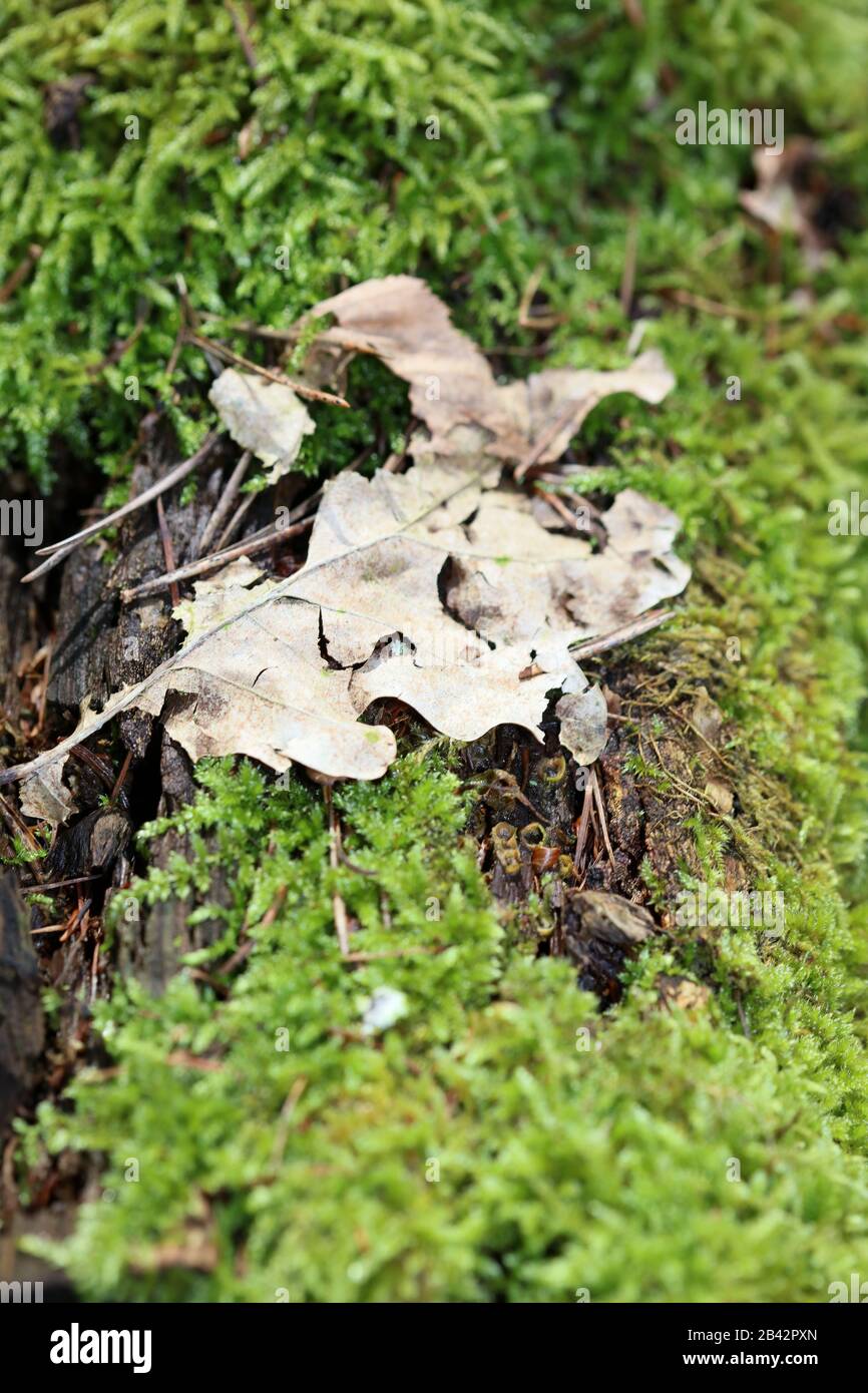 Lichens on tree macro background stock photography high quality Stock ...