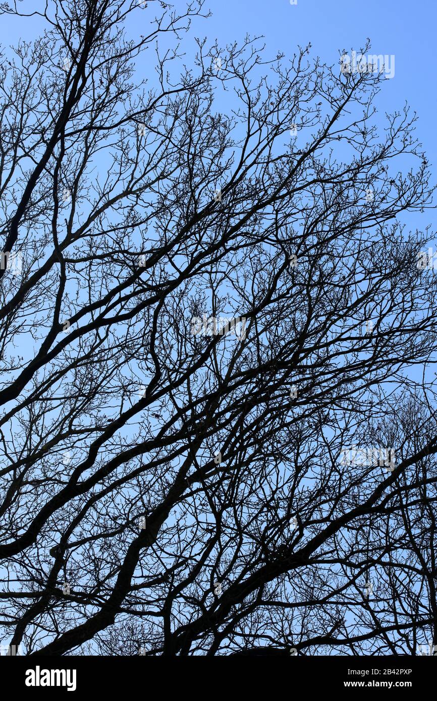 Trees in sky macro background stock photography high quality Stock ...