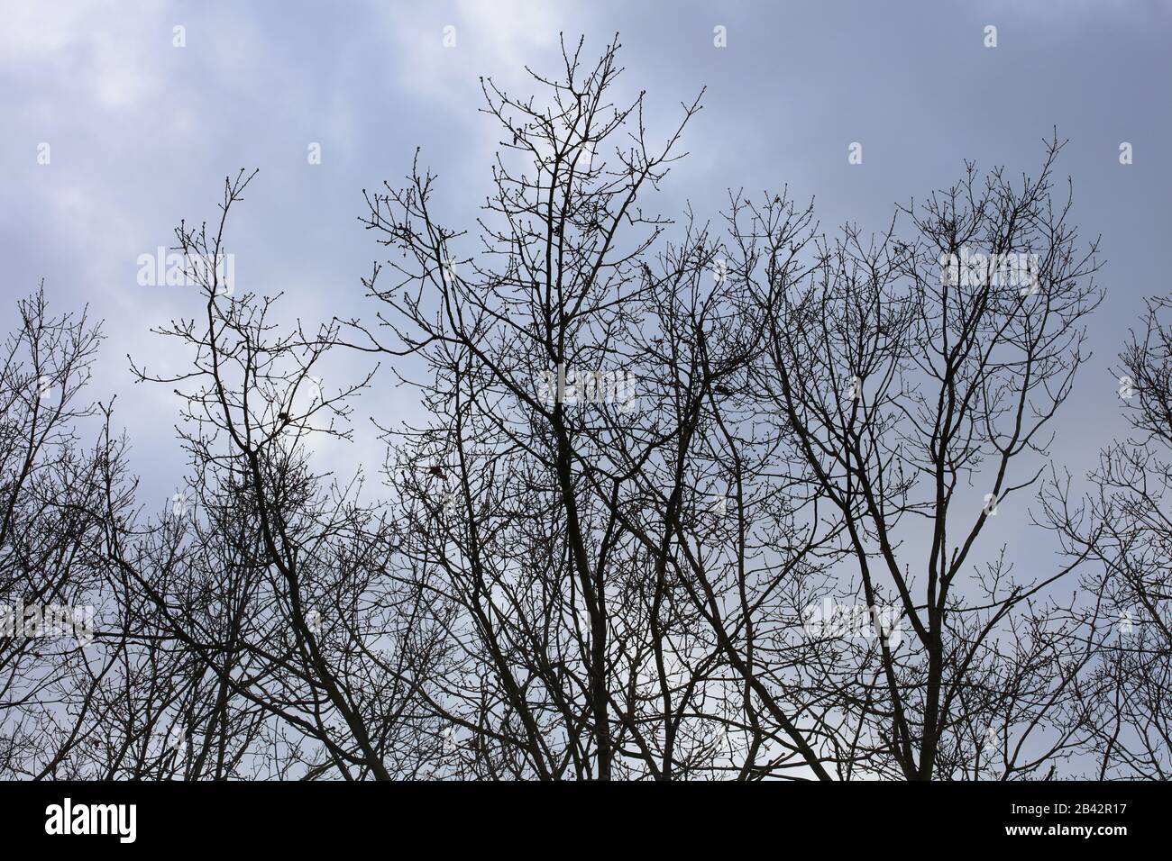 Trees in sky macro background stock photography high quality Stock ...