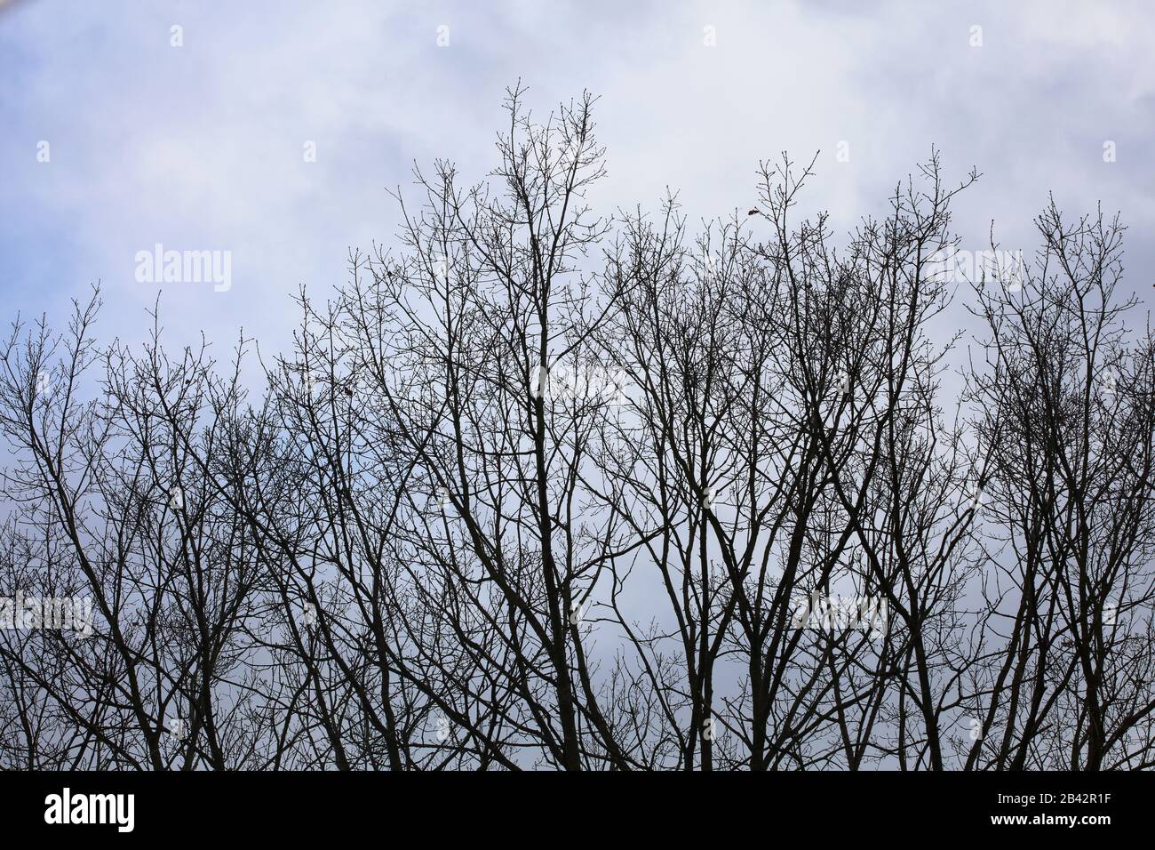 Trees in sky macro background stock photography high quality Stock ...