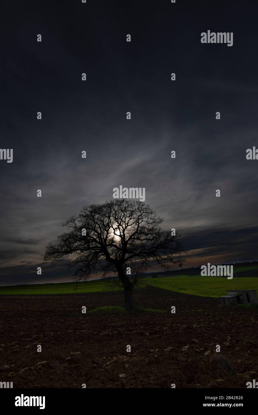 Tree golden hour hi-res stock photography and images - Alamy