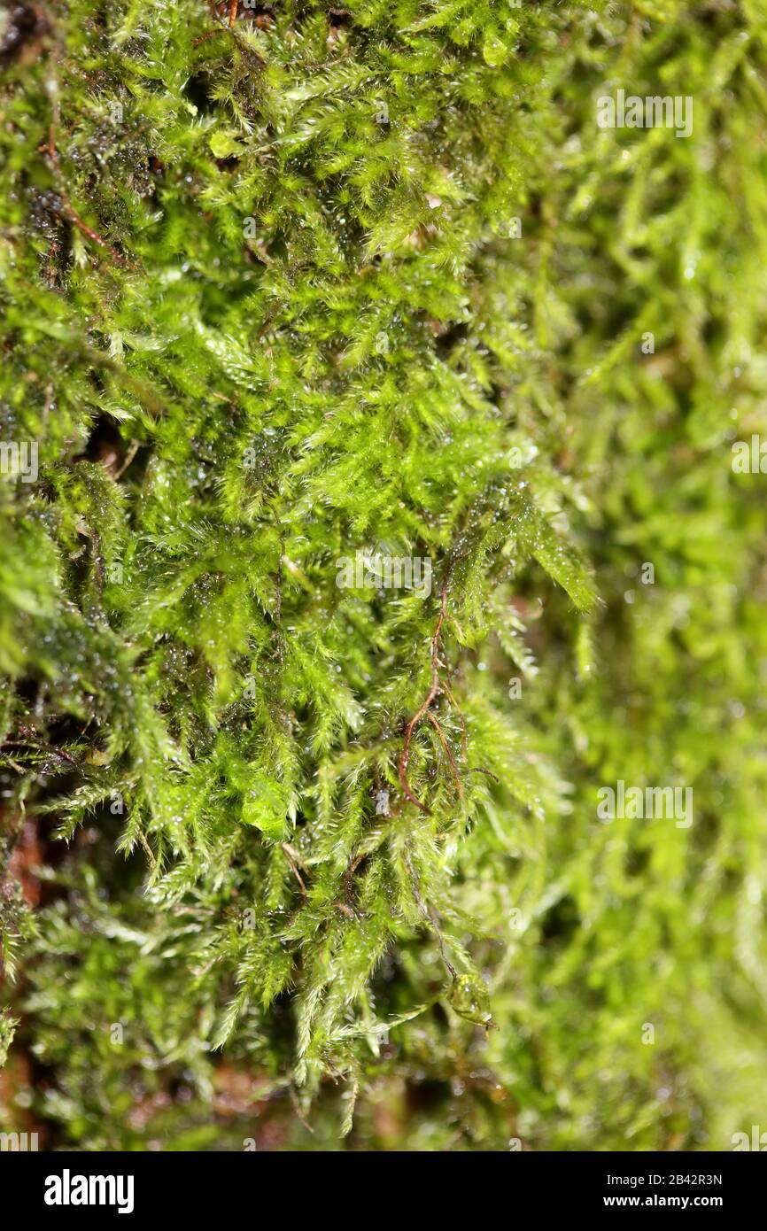 Lichens on tree macro background stock photography high quality Stock ...
