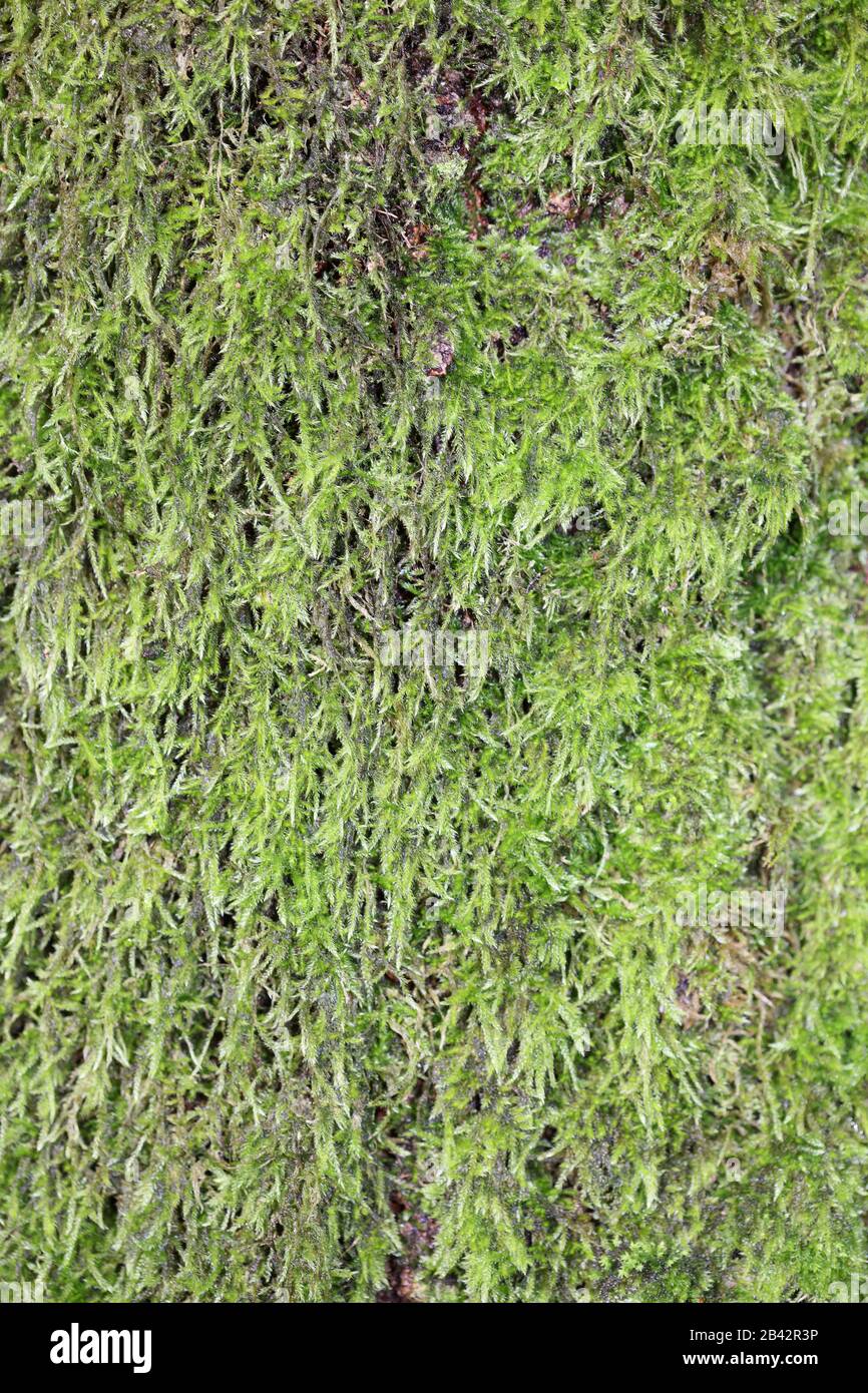 Lichens on tree macro background stock photography high quality Stock ...