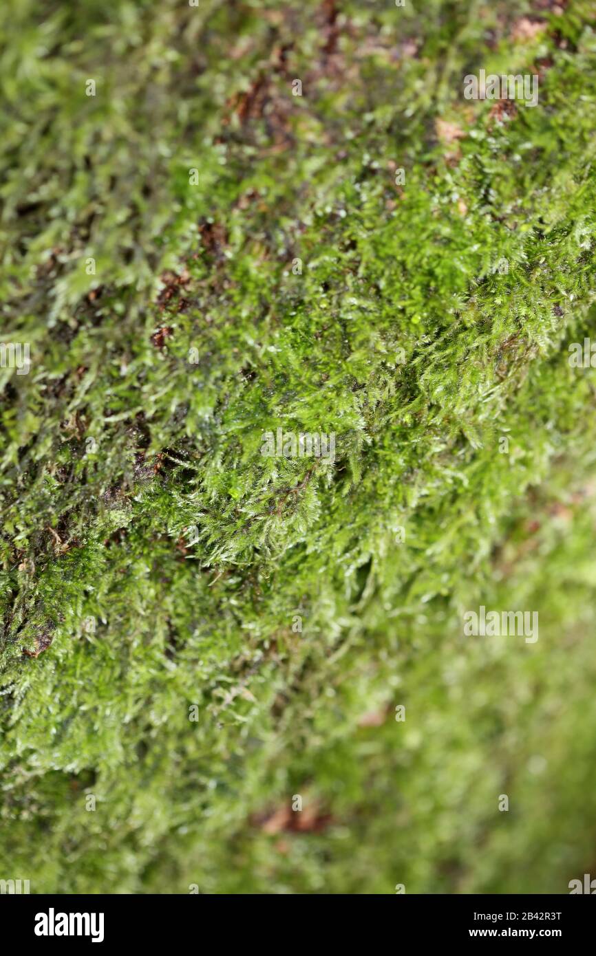 Lichens on tree macro background stock photography high quality Stock ...