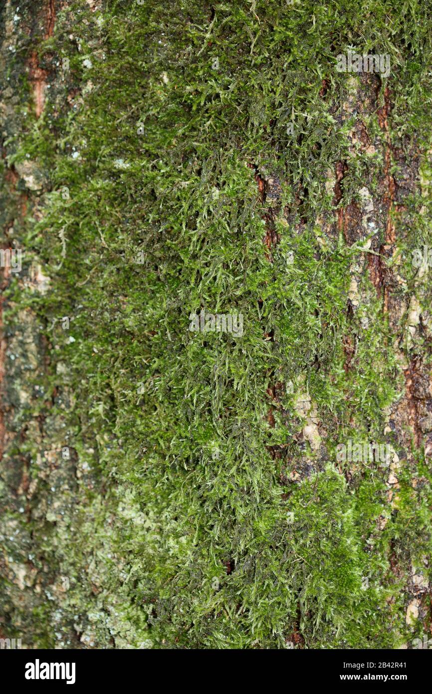 Lichens on tree macro background stock photography high quality Stock ...