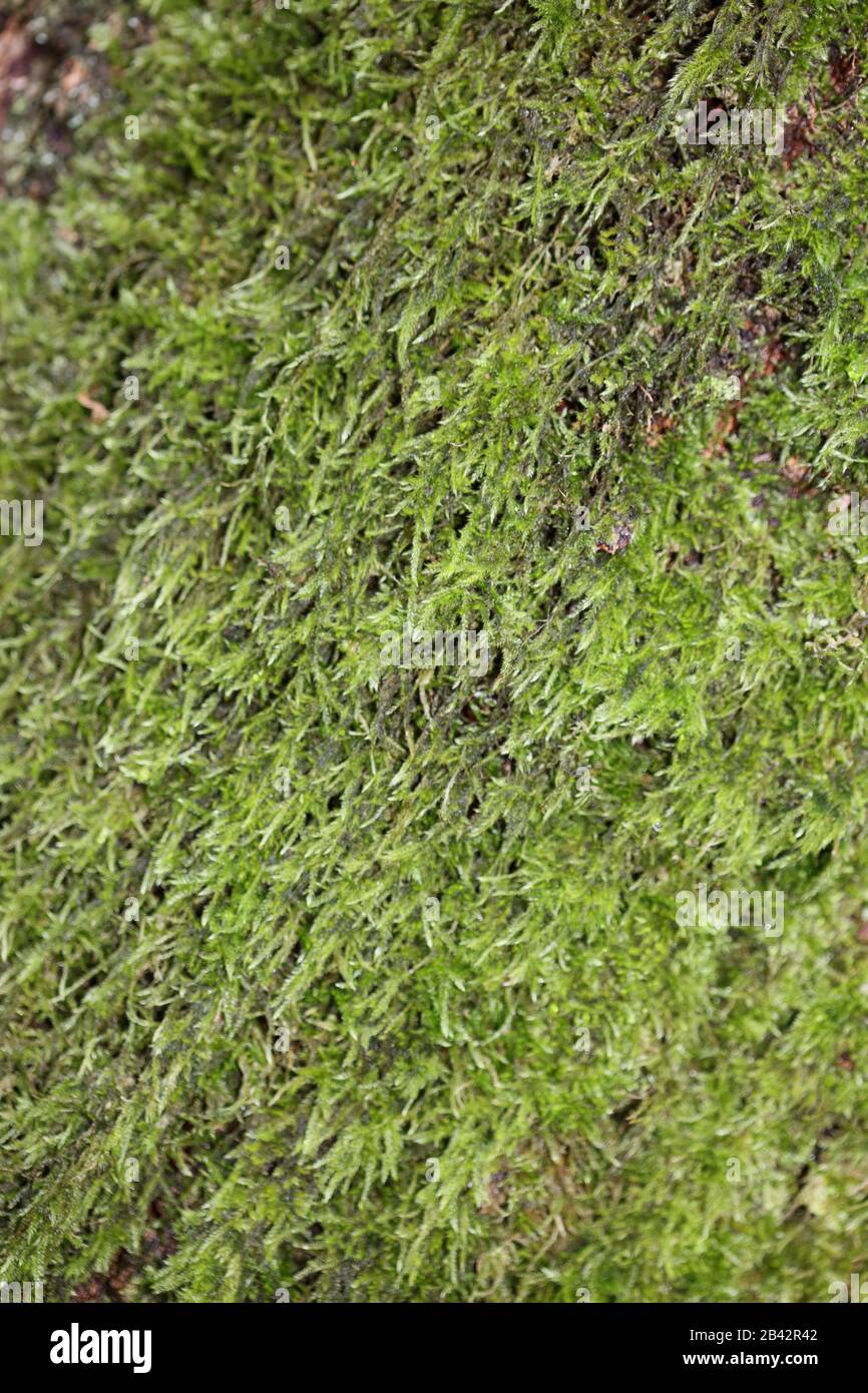 Lichens on tree macro background stock photography high quality Stock ...