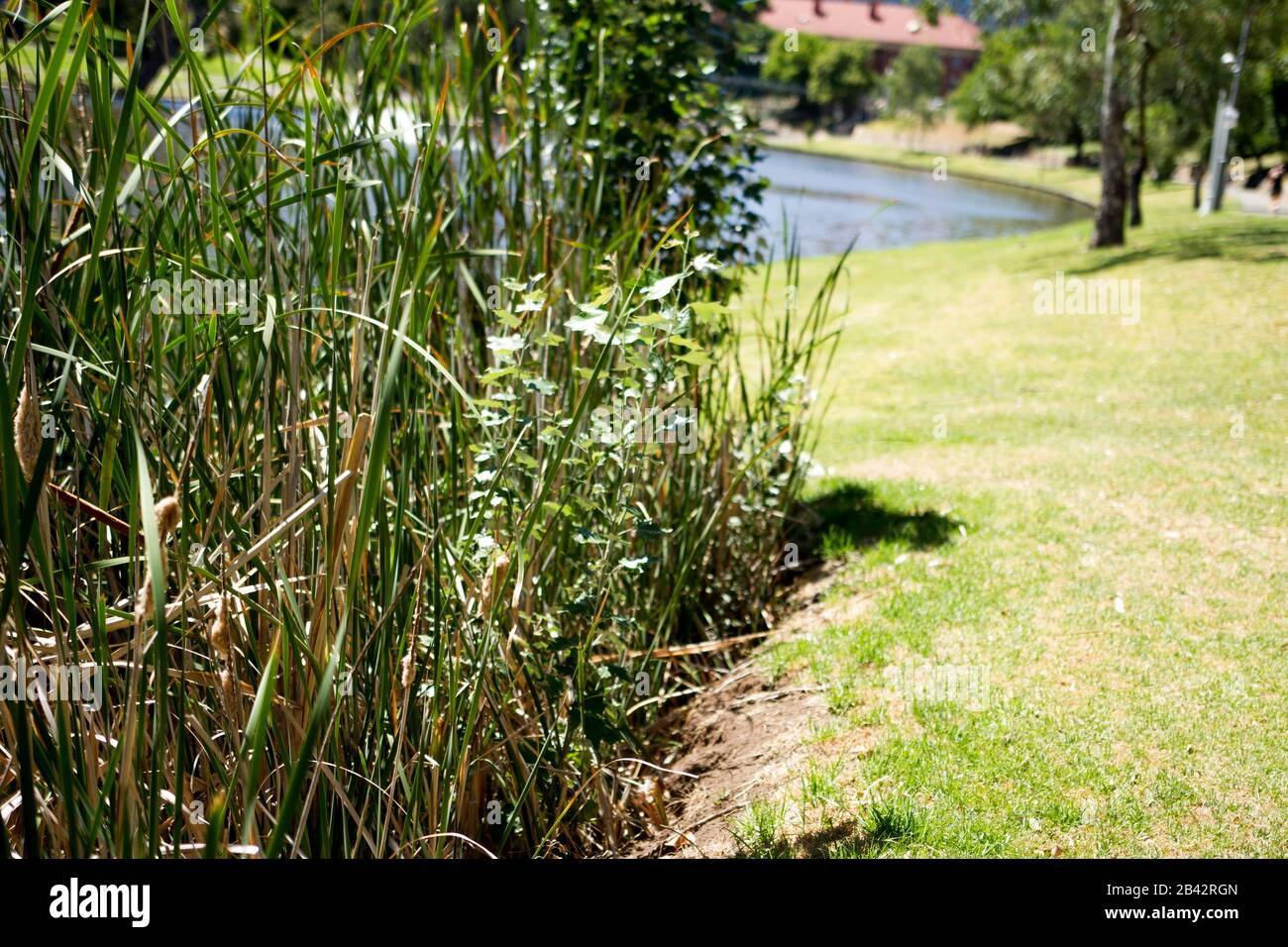 greenery around the river Stock Photo - Alamy
