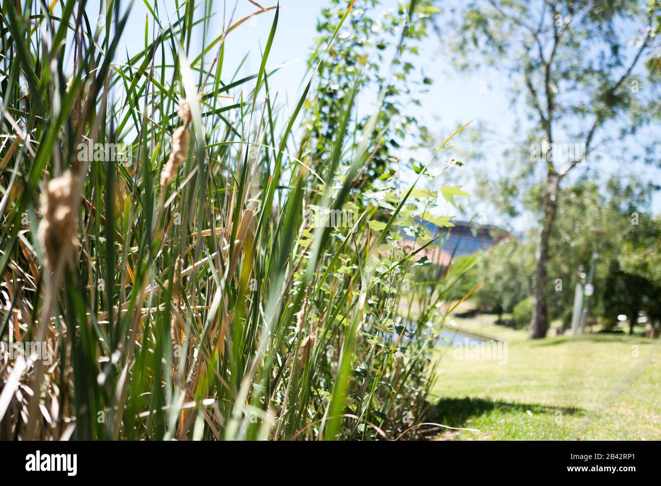 greenery around the river Stock Photo - Alamy