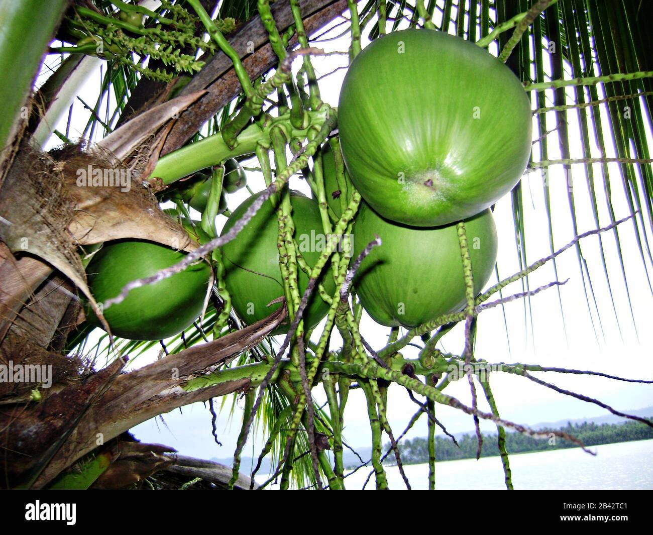Fresh green young coconut fruits hanging from a coconut tree Stock ...