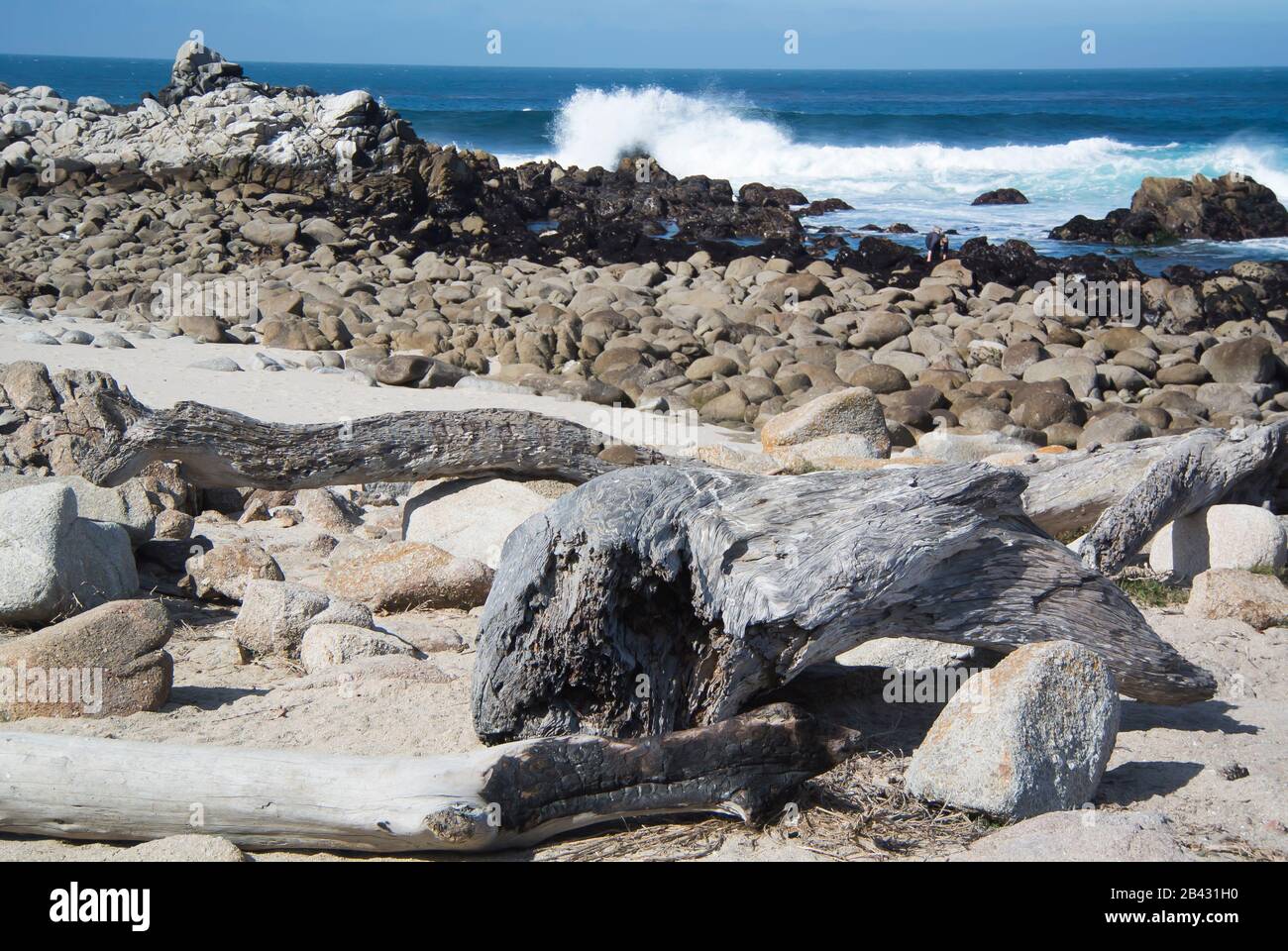 Driftwood on the Beach, Pacific Grove, California Stock Photo - Alamy
