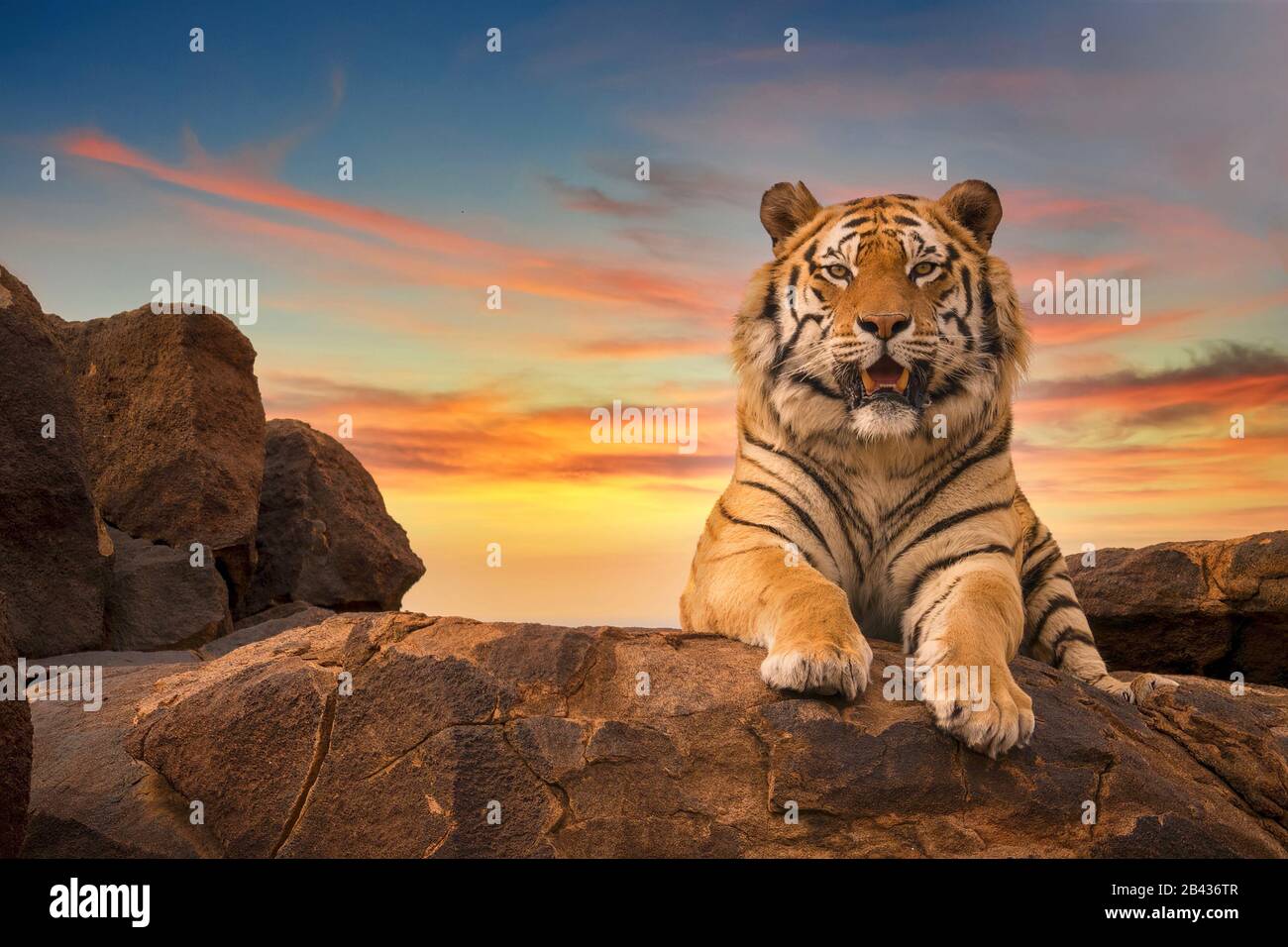 Tiger top angle view hi-res stock photography and images - Alamy