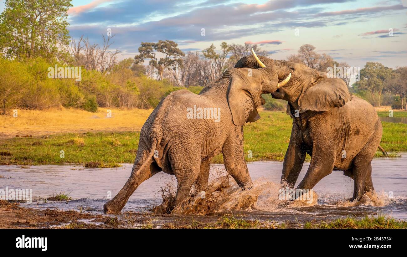 Two bull elephants fighting and splashing in the Khwai River, Botswana ...