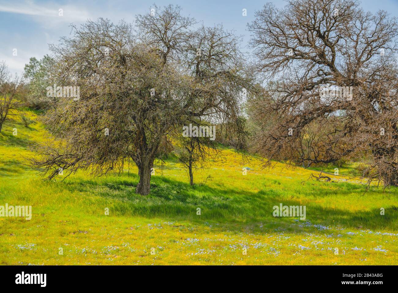 Wild flowers and an old oak trees during California Spring super-bloom ...