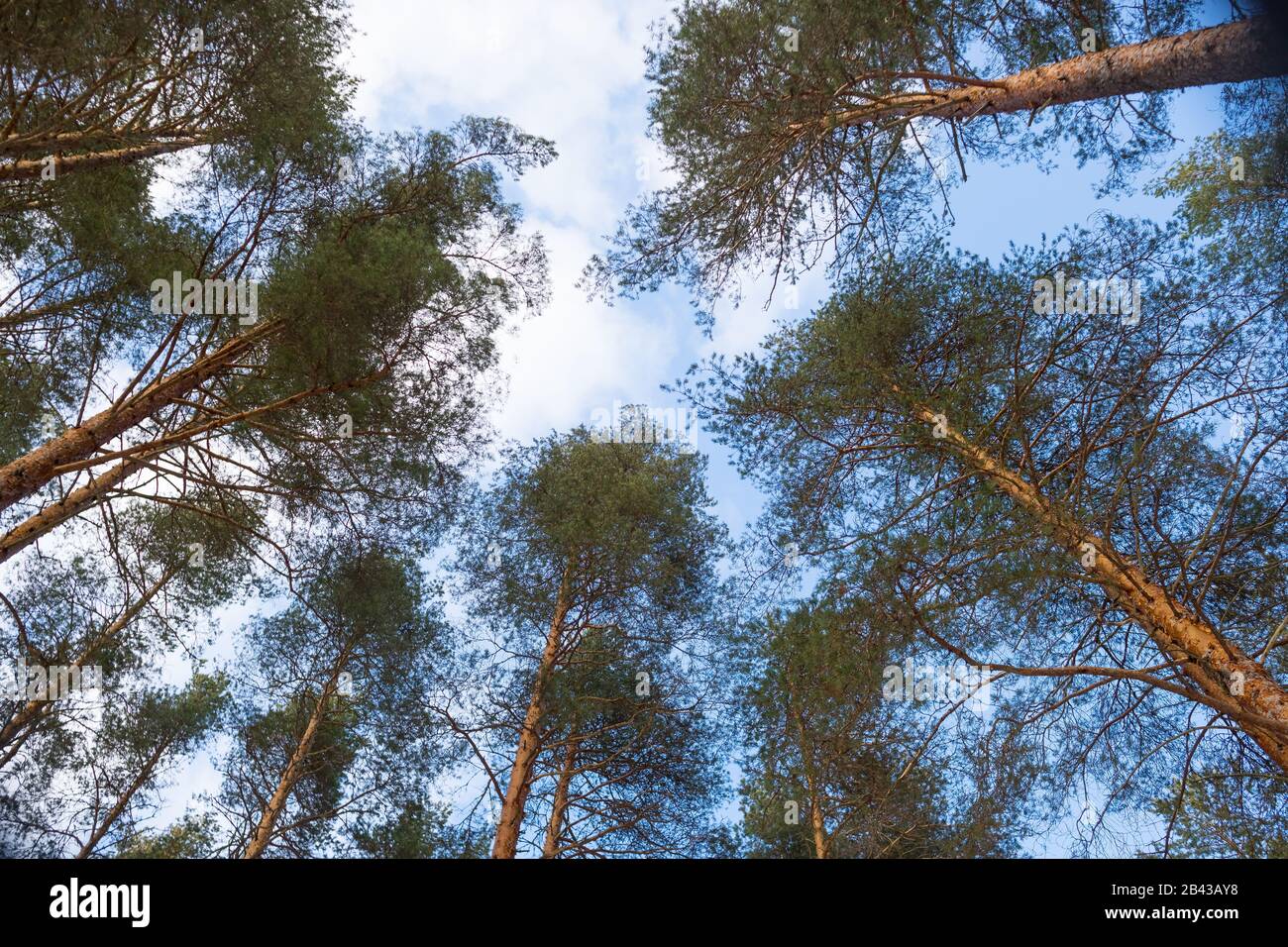 Looking up forest perspective.Tall pine trees against blue sky seen ...