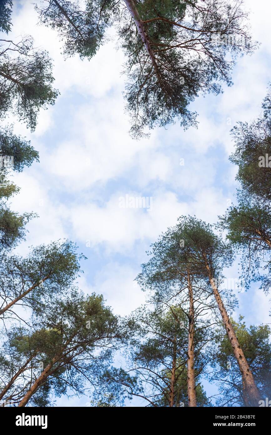 Looking up forest perspective.Tall pine trees against blue sky seen ...