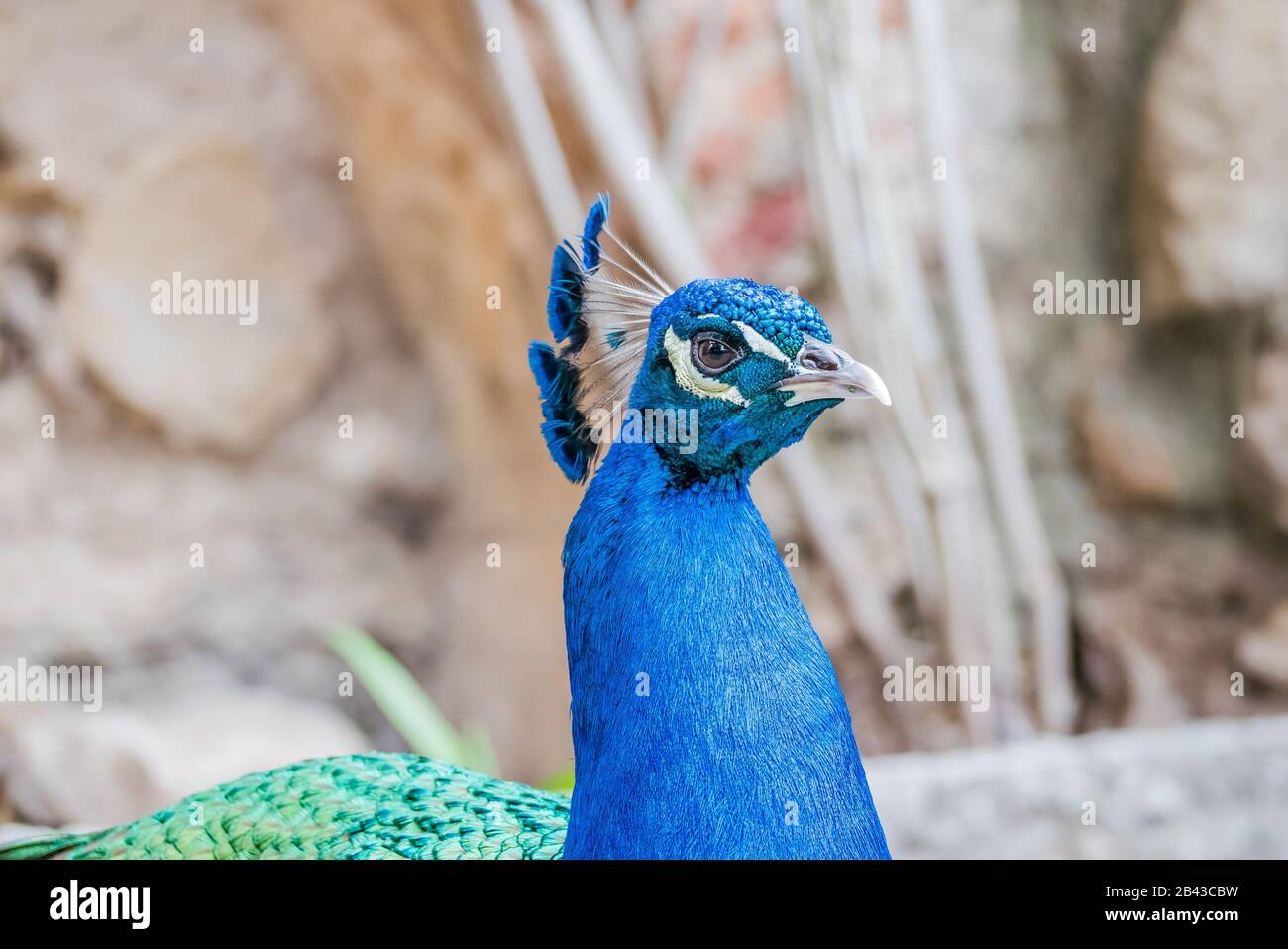 peacock head close up Stock Photo - Alamy